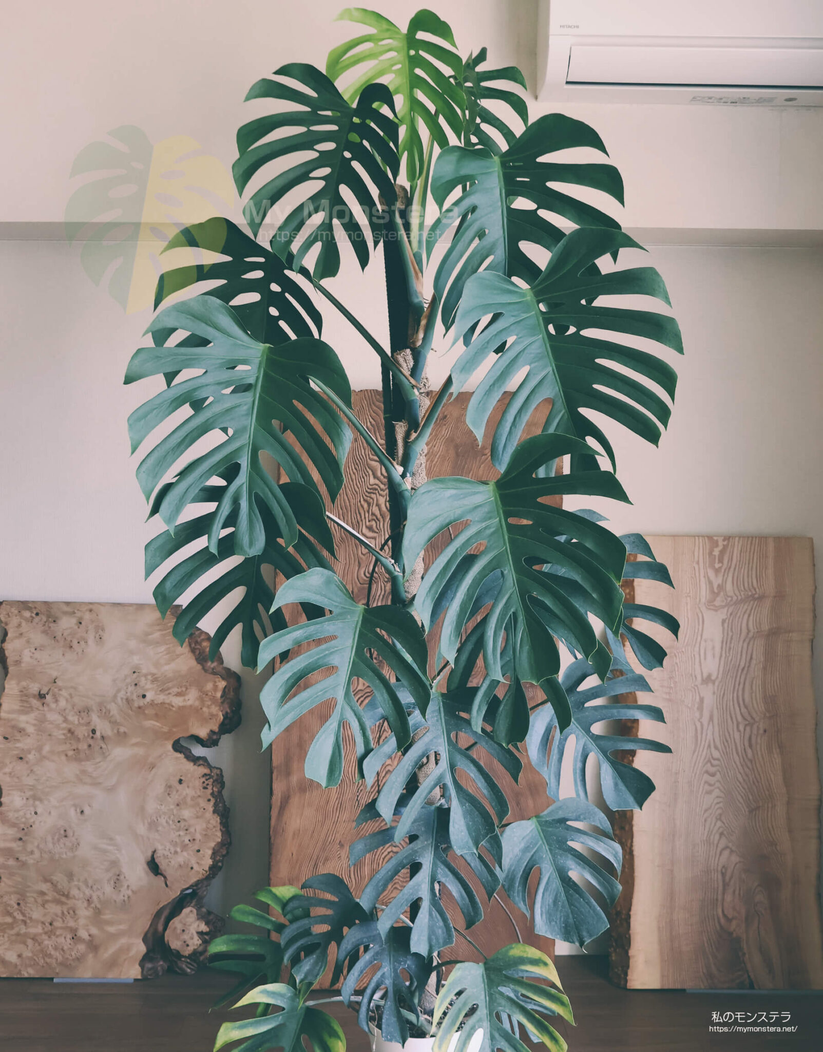 モンステラデリシオーサシエラナ( Monstera Deliciosa var Sierrana ) - 私のモンステラ